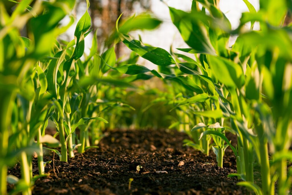 Home - Agrimax Global